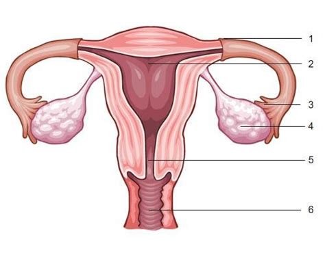Identify And Label The Numbered Parts Of The Female Reproductive System