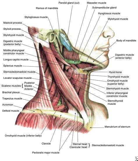 Human Anatomy And Physiology Of Muscles Online On HubPages Head Muscles