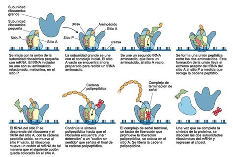 Biología y Geología Toni TRADUCCIÓN