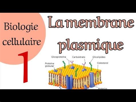 La Membrane Plasmique Partie 1 Snv Biologie Usthb Ummto L1 YouTube