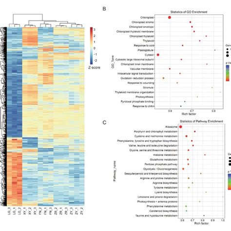 Global Characterization Of Gene Expression Patterns Of Ripen Sea