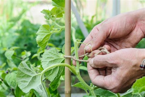 Cómo cultivar melones a partir de semillas pasos sencillos Wiki
