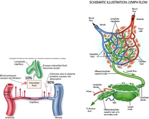 Anatomie Immunologie Flashcards Quizlet