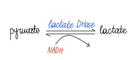 Enzymes Flashcards Quizlet