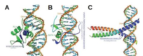 Transcription Factors With Dna Binding Domain A Binding Site Of Pu