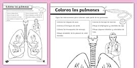Mapa Conceptual Sistema Respiratorio Materiales Twinkl