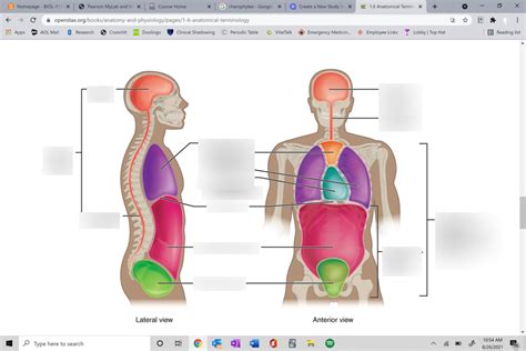 Body Cavities Diagram Quizlet