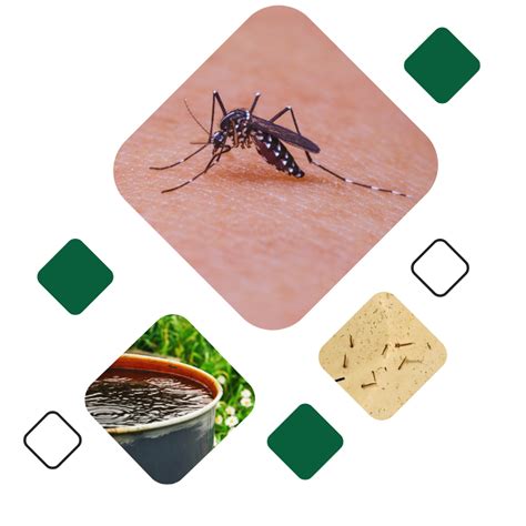 Moustique tigre stands d information eSET Bourgogne Franche Comté