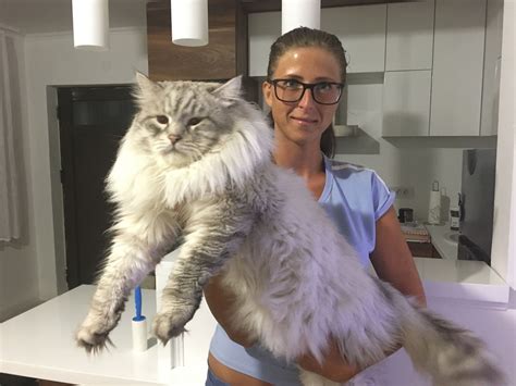 Siberian Cat Size