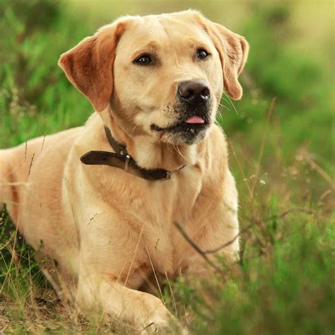Labrador retriever características carácter y cuidados