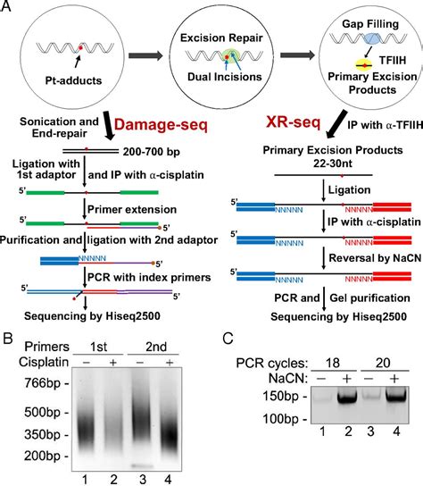 Cisplatin Dna Damage And Repair Maps Of The Human Genome At Single