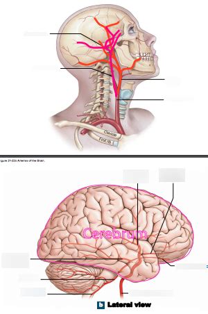 Arteries Of Head And Neck Diagram Quizlet