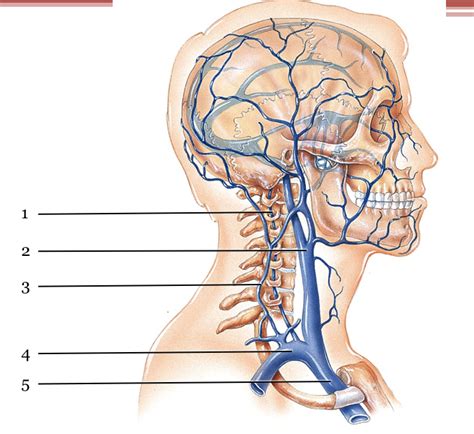 Veins Of Head Neck Diagram Quizlet
