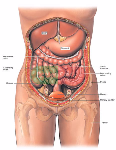 Picture Of Women S Internal Organs Female Anatomy Diagram Organs
