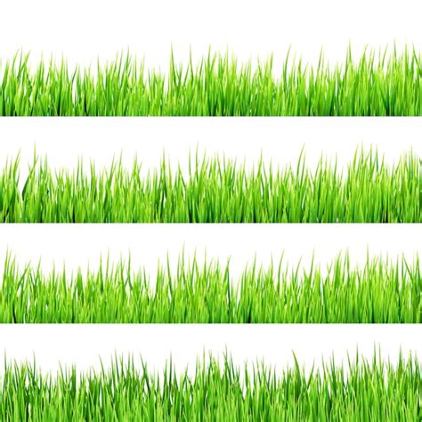 Hierba Verde Aislado Sobre Fondo Blanco Vector Premium