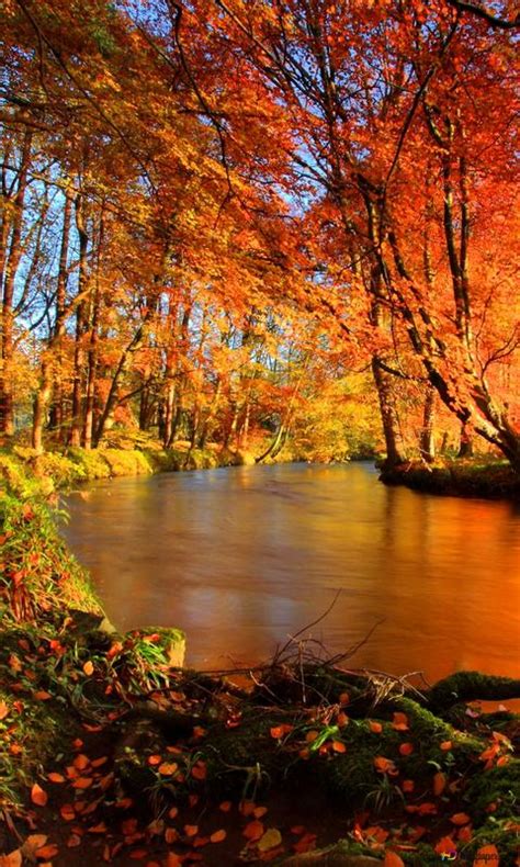 La rivière coule dans la forêt d automne HD fond d écran télécharger