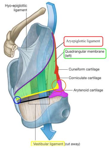 Ventricular Ligament