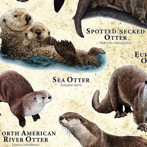 Otters Of The World Poster Field Guide Etsy