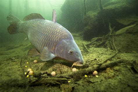 Can You Eat Carp And How Does It Taste Fishmasters