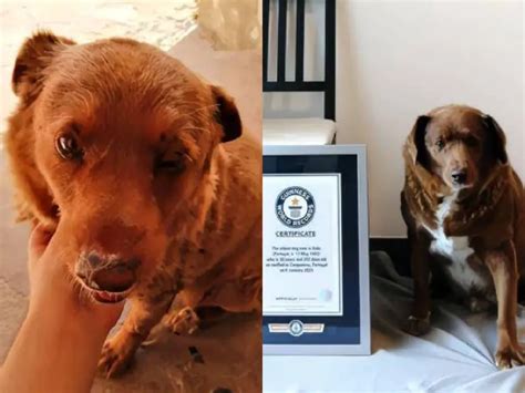 Le quitan a Bobi el récord Guinness al perro más viejo del mundo La