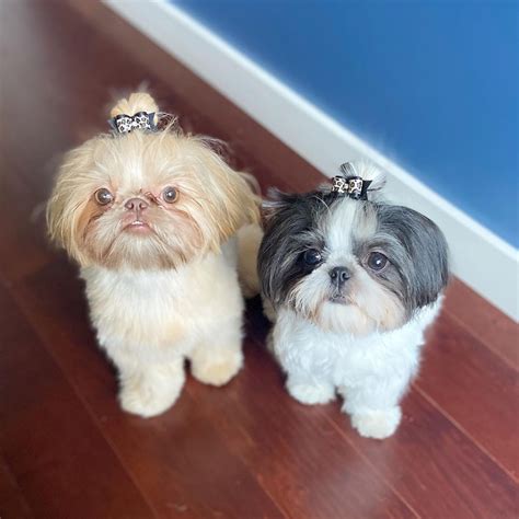 Shih Tzu Welpen Rüde und Hündin zu verkaufen