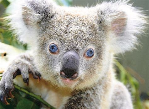 5 Things You Didnt Know About Koalas Interesting Facts