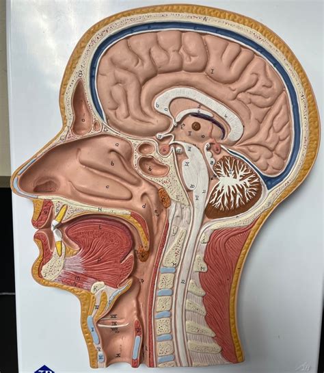BIO 253 Practical 2 Sagittal Head Diagram Quizlet