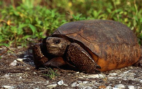 Tortuga Fondo De Pantalla Hd Wallpaperbetter