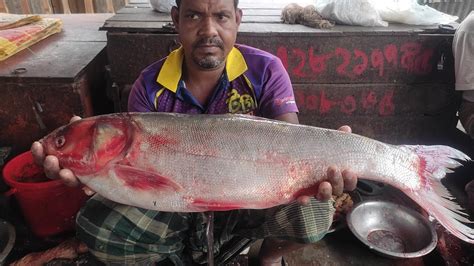 Fish Cutting Skills Amazing Big Silber Carp Fish Cutting Skills In