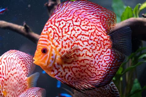 Red Tropical Symphysodon Discus Fish In Fishtank Stock Photo Image