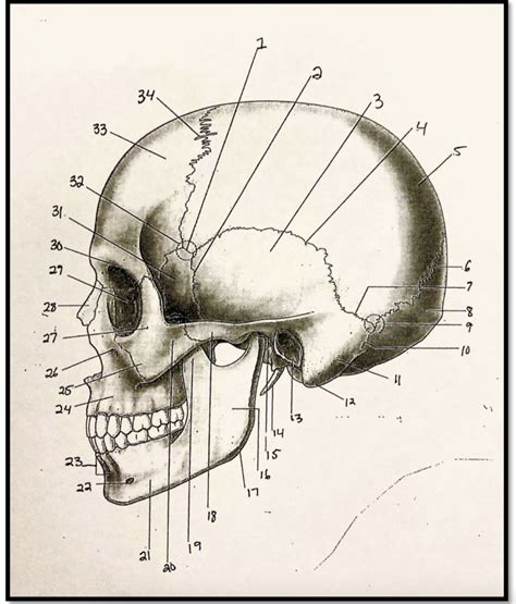 Lateral View Of Skull Diagram Quizlet