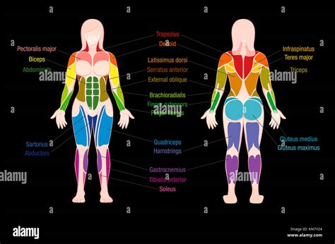 Gráfico muscular con los músculos más importantes del cuerpo femenino