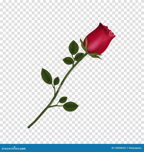 Altamente Ha Dettagliato Il Fiore Della Rosa Rossa Isolato Su Fondo