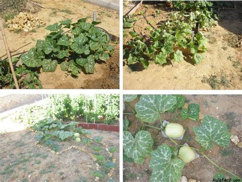 Plantar Cuidar Y Cultivar Calabaza Y Calabacines Patatas