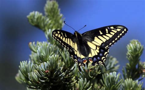 Anise Swallowtail Butterfly Identification Life Cycle And Behavior