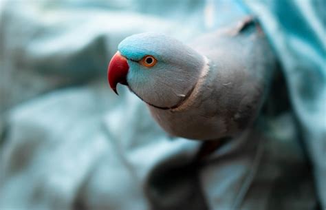 Indian Ringneck Parakeet Full Profile History And 45 OFF
