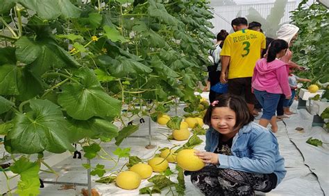 Chi tiết hơn 66 về mô hình trồng dưa lưới mới nhất coedo vn
