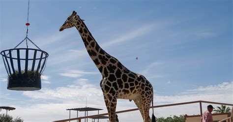 Jirafa Benito Llega A Africam Safari En Puebla Tras Viaje De M S De