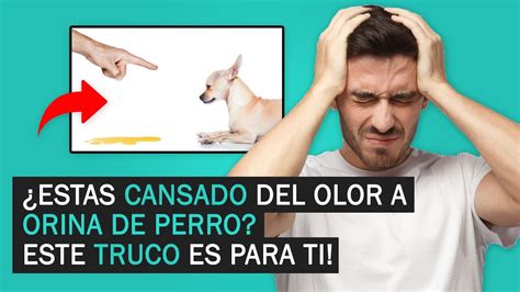 Olor De Orina De Perro Como Eliminar En Simples Pasos Youtube