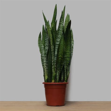Espada De S O Jorge Tipos Sansevieria Trifasciata