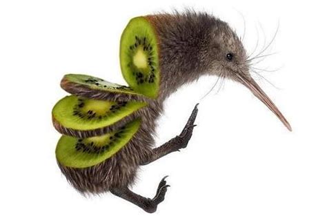 Kiwi Birds A Precious Countdown How Many Are Left