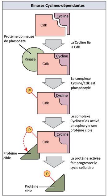Le Contr Le Du Cycle Cellulaire Introduction La Biologie