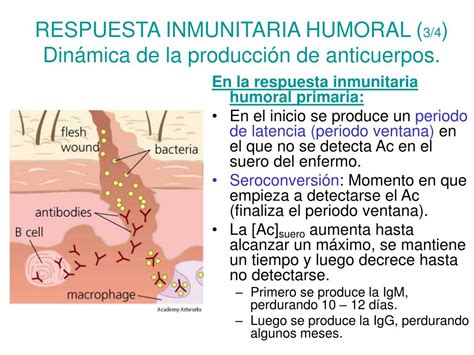 PPT 48 LA R ESPUESTA INMUNITARIA PowerPoint Presentation Free
