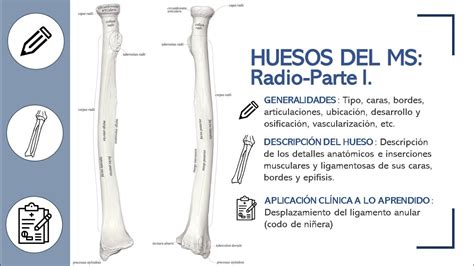 HUESO RADIO AL DETALLE PARTE I GENERALIDADES CARACTERÍSTICAS