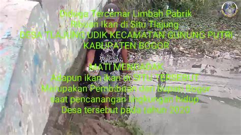 RIBUAN IKAN PELIHARAAN BUPATI BOGOR DI SITU TLAJUNG KECAMATAN GUNUNG