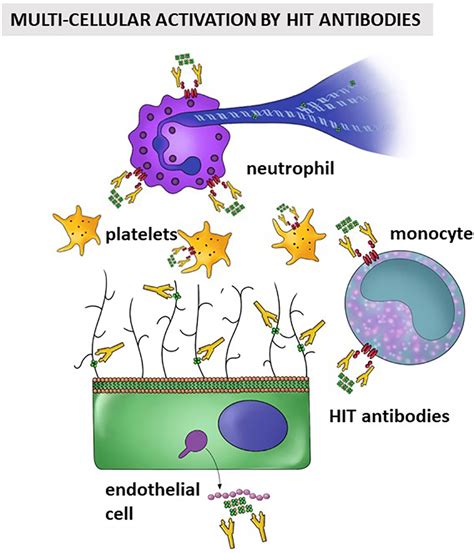 Heparin Mechanism Of Action Ppt