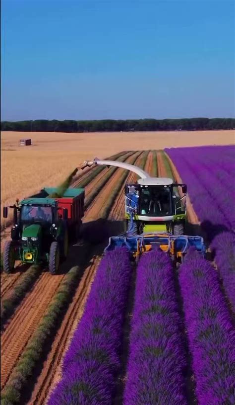 Daily Loud On Twitter Lavender Harvest