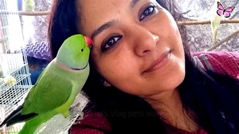 Cute Indian Ringneck Parrot Talking Singing Talking Parrot Kiwi