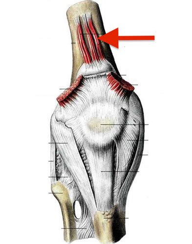 Anatomy Exam 2 Lower Extremity Flashcards Quizlet