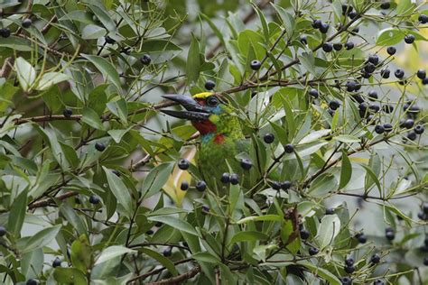 Foto Takur Warna Warni Burung Cantik Dilindungi Mongabay Co Id